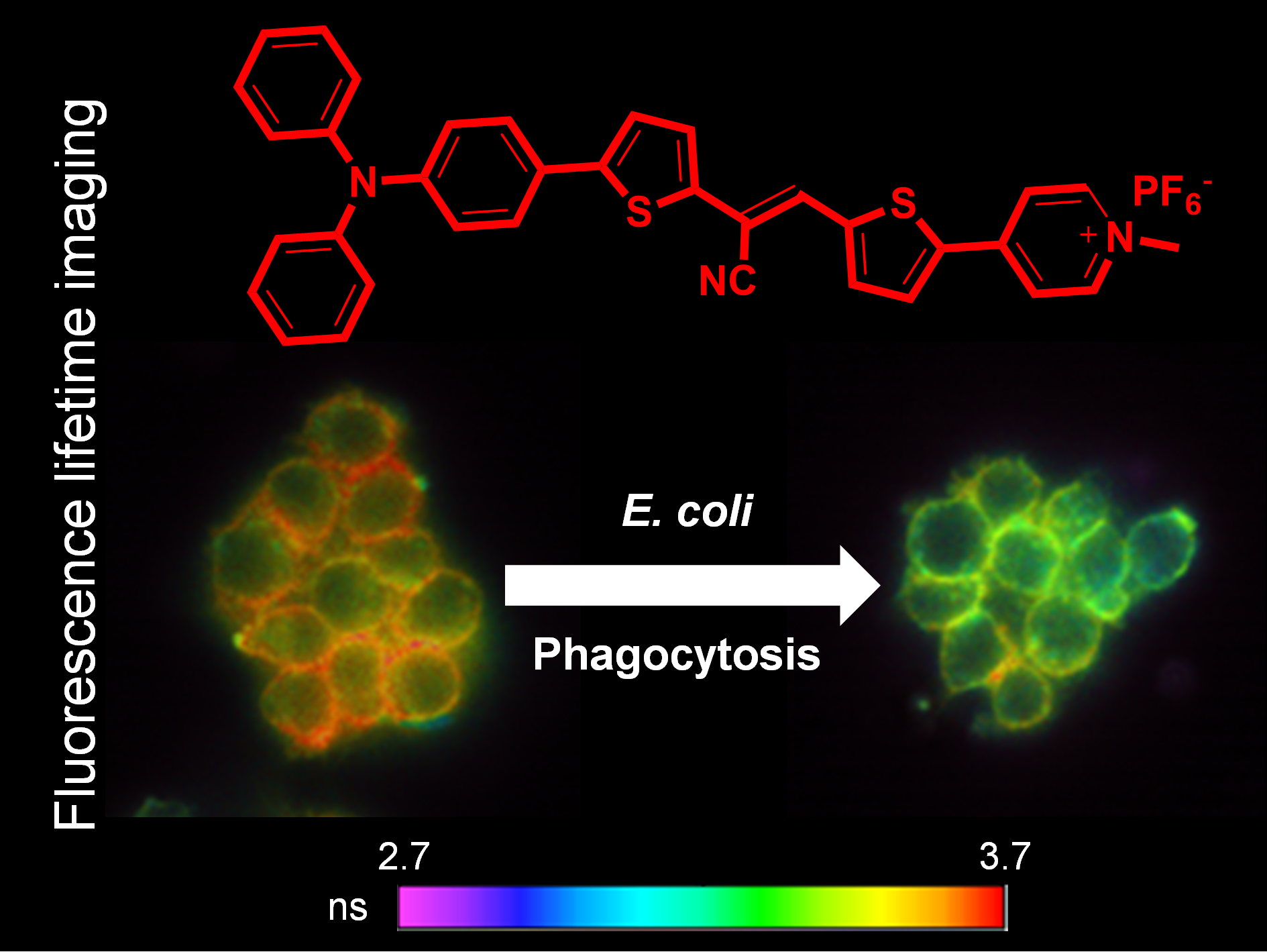 我院“生命分析技术与材料”团队在细胞质膜靶向荧光成像和光学诊疗领域取得系列突破进展-生命科学与工程学院